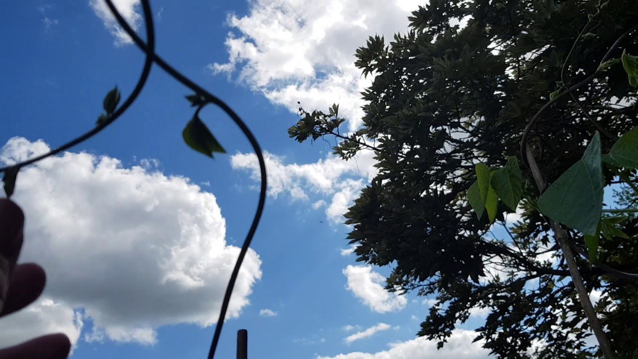 11 July 2020 Pinching out runner bean tips, no-dig growing. - YouTube