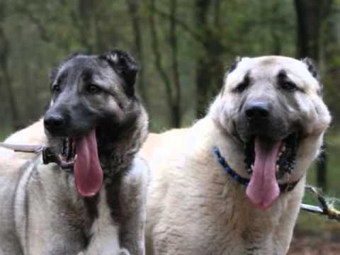Turkse Anatolische herder zijn - YouTube