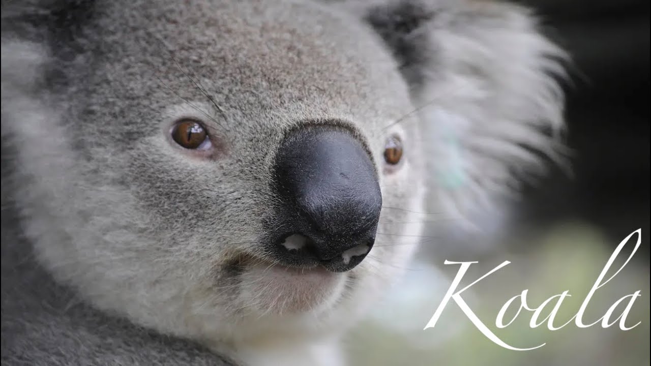 Koala - Animal Sounds - YouTube