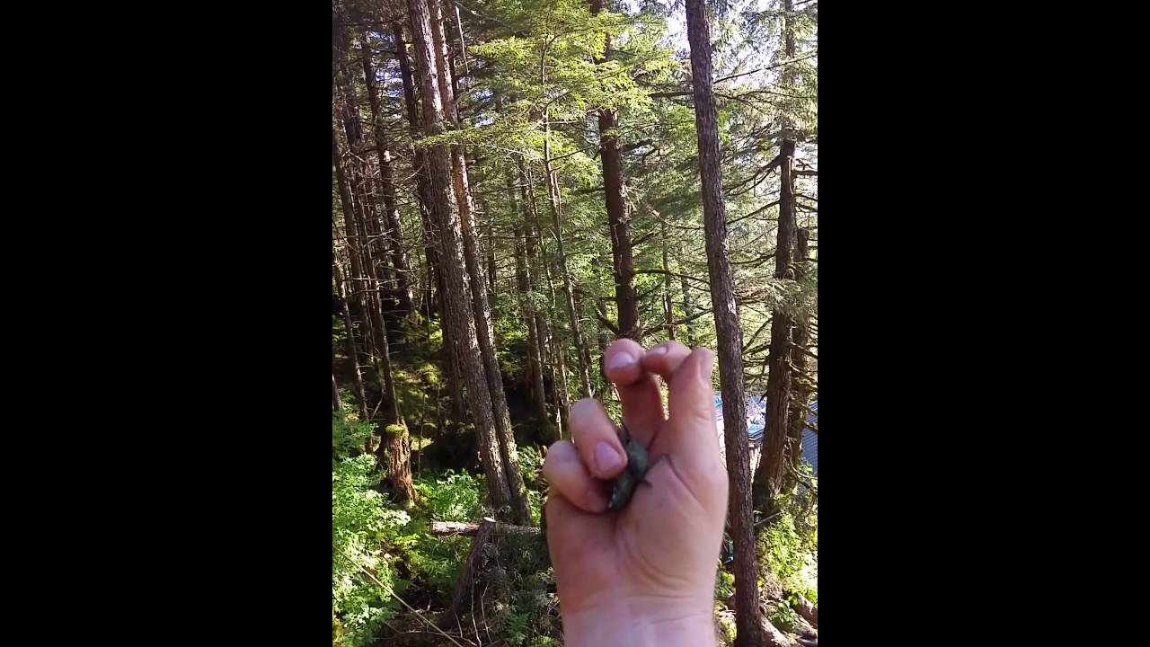 Catching a hummingbird like a ninja - YouTube