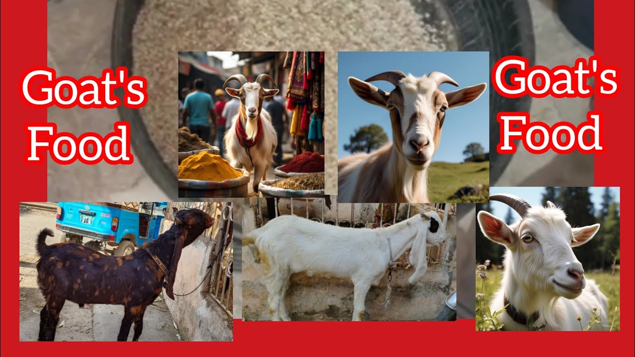 Easy solution for Goats feed - YouTube