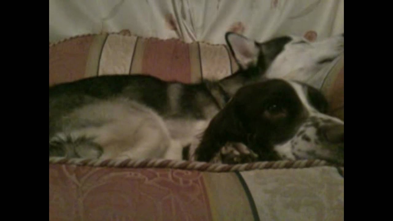 Siberian Husky and English Springer Spaniel - YouTube