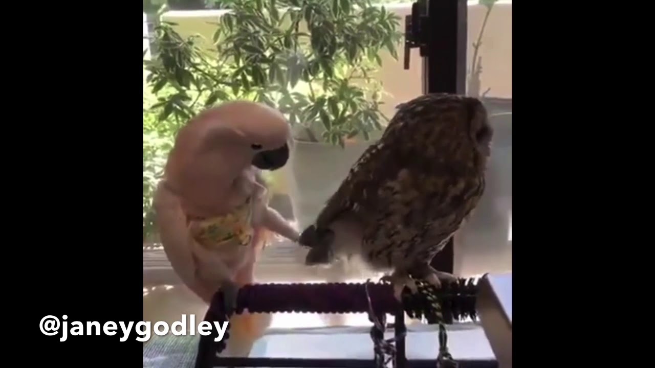 Scary parrot - YouTube