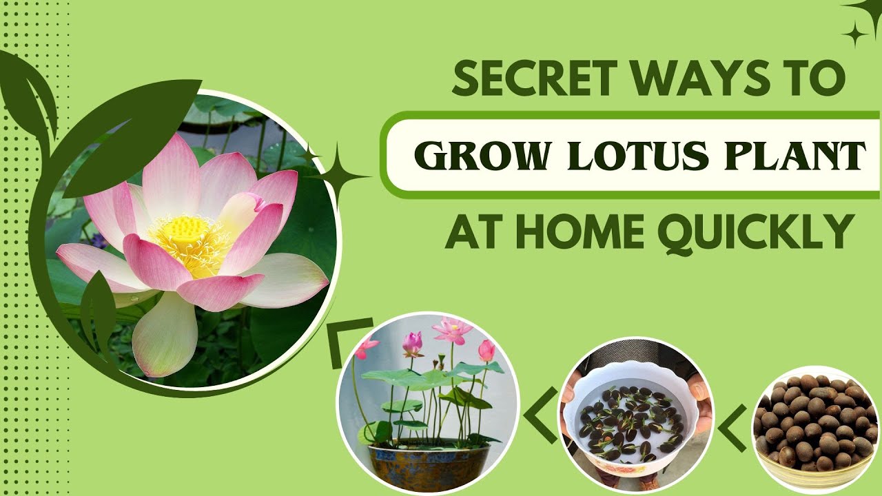 How To Grow Lotus Plant At Home?( FAST and Simple METHOD) - YouTube