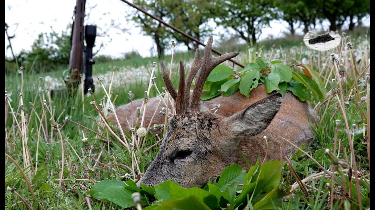 Roebuck hunting in mai - a special malform roebuck down! - YouTube