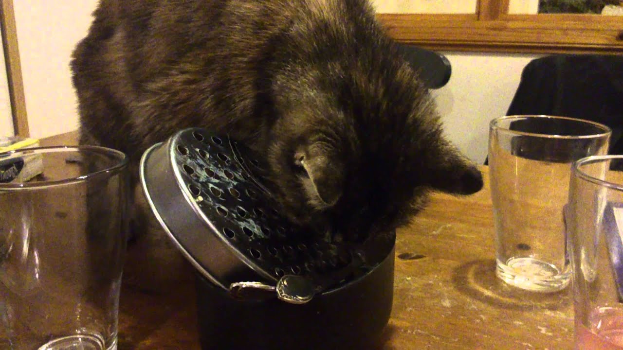 Cat v. cheese grater - YouTube