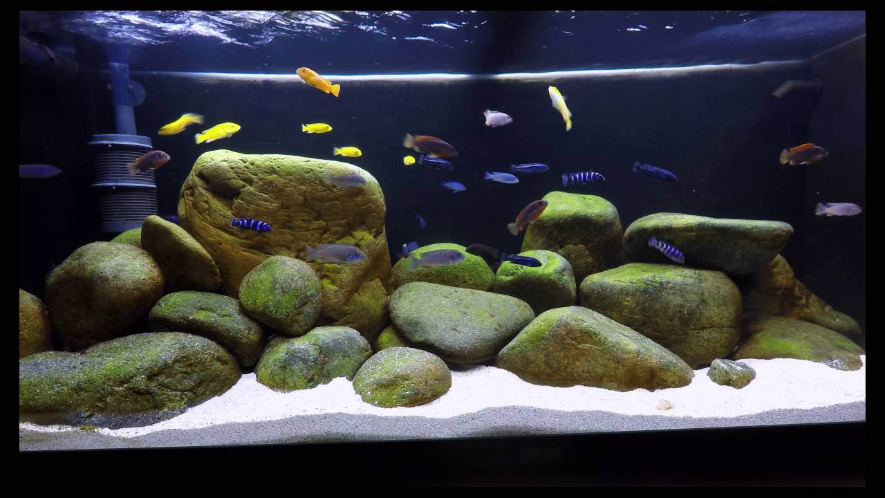 time lapse video- Cichlids mbuna from lake Malawi in aquarium with ...