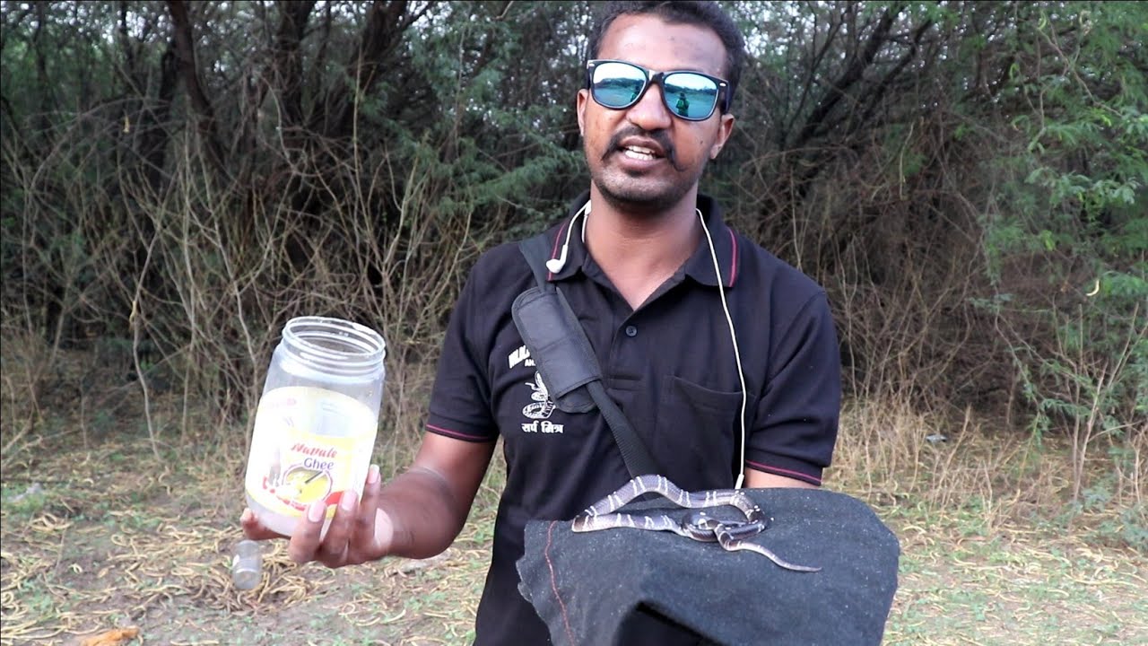 Common krait snake (Venomous) Hindi: Karait, Kaili Marathi: Manyar ...