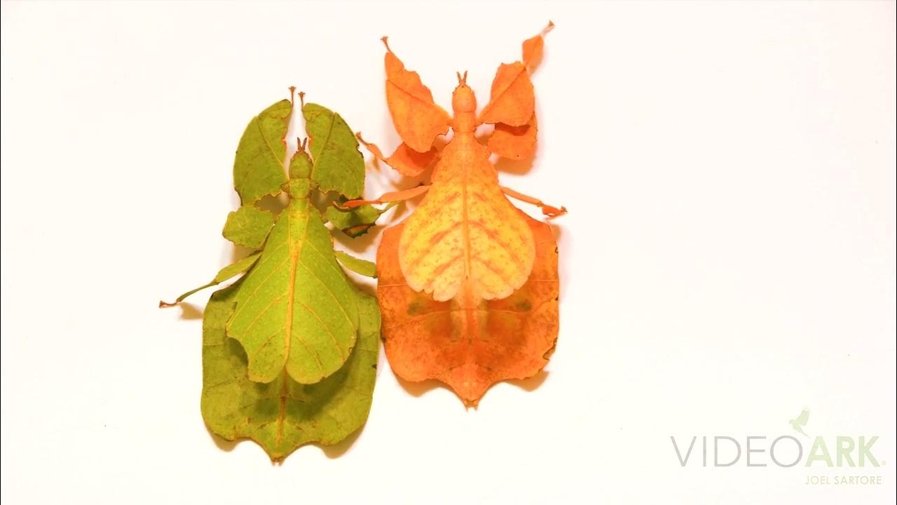 Two Gray’s leaf insects (Pulchriphyllium bioculatum) at Taman Mini in ...
