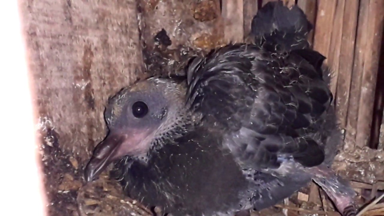 Baby Pigeons Super performance | Start New Pigeons Training - YouTube