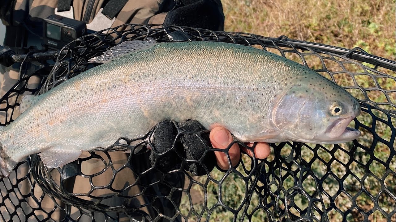 AREA TROUT FISHING - YouTube