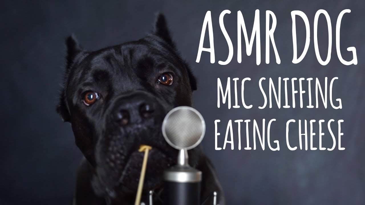 ASMR Dog - Mic Sniffing - Cheese Eating - YouTube