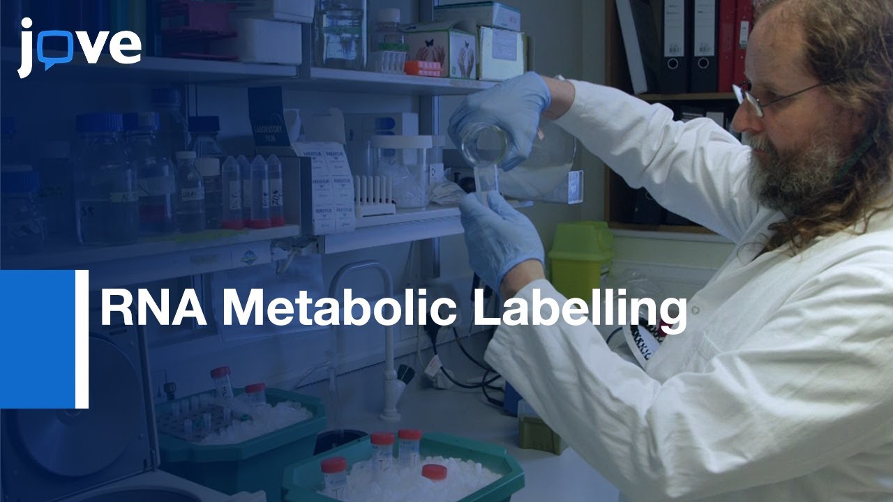RNA Metabolic Labelling with 4-Thiouracil (Ers4tU) | Protocol Preview ...