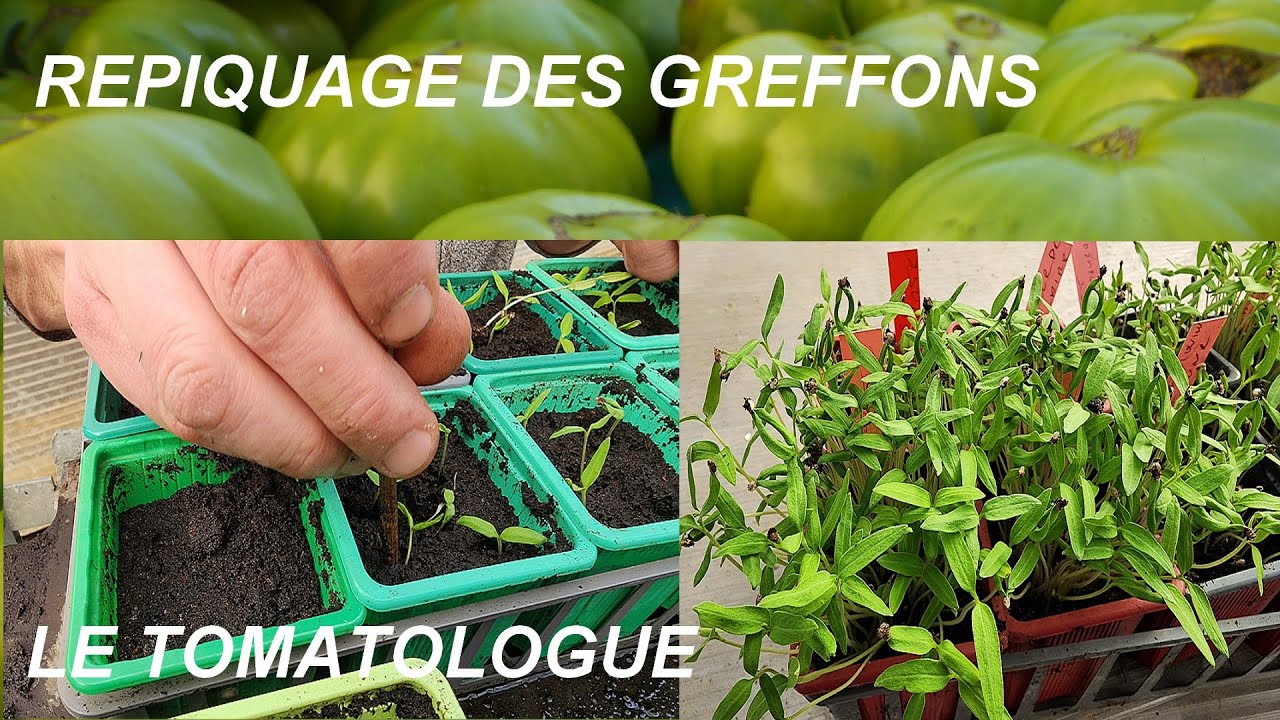 comment repiquer les greffons de tomates - YouTube
