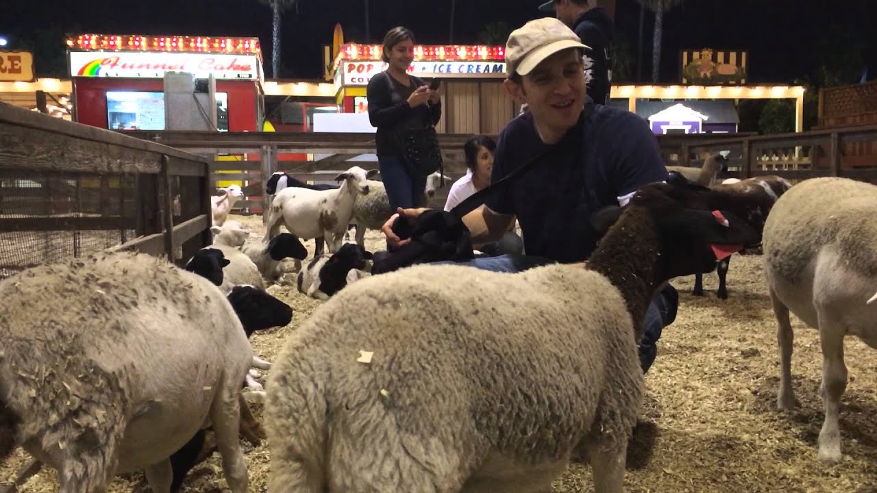 LA County Fair Petting Zoo. - YouTube