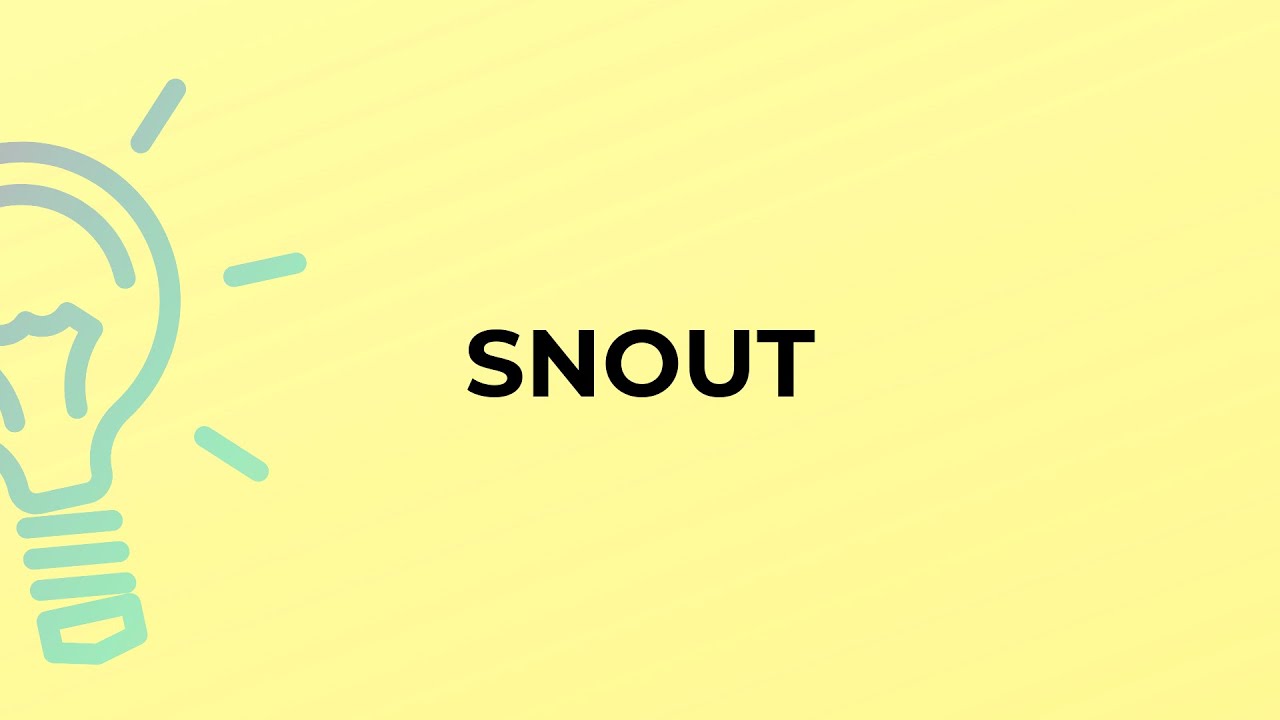 What is the meaning of the word SNOUT? - YouTube
