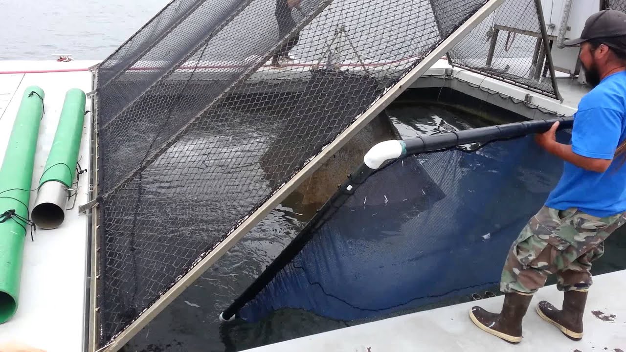 Anchovies in huge holding tank . - YouTube