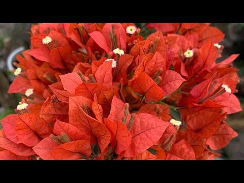 6 Jenis Bougenville Berwarna Merah Terbaik Untuk Koleksi - YouTube