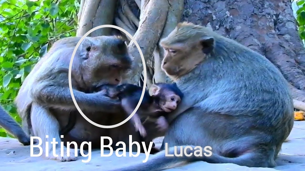 No No No.!!, Stop Biting Baby Monkey Lucas Try Hard To Escape From Big ...