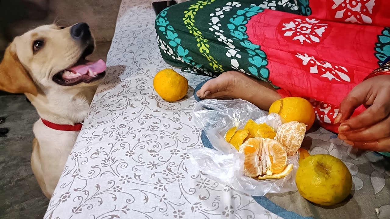 Cute And Obedient Labrador puppy Share Orange 🍊 With Mom :- So Cute 🥰 ...