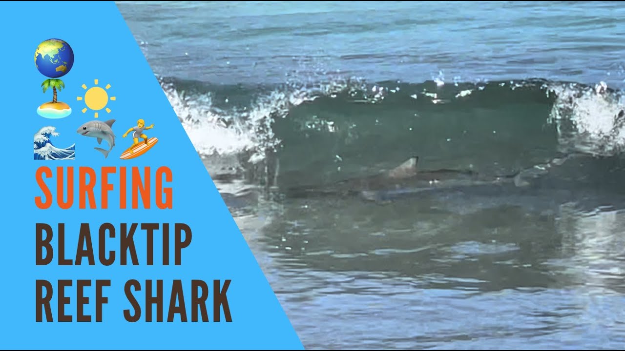 Surfing Blacktip Reef Shark in Nuku Hiva, Marquesas Islands - YouTube
