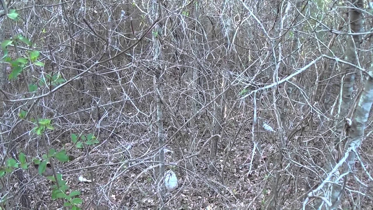 How I found my walking stick dabar in hebrew means word - YouTube