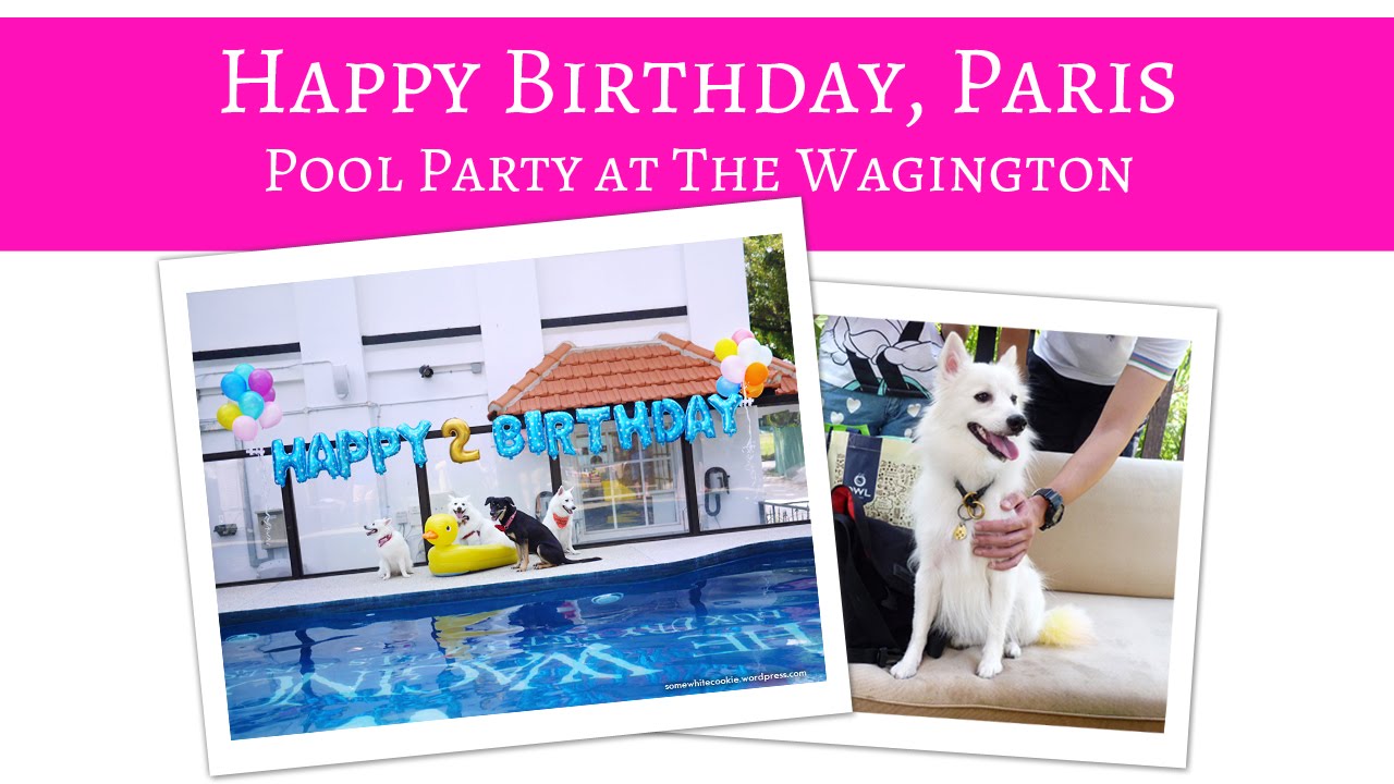 Mutt Dog goes to Pool Party at The Wagington - YouTube