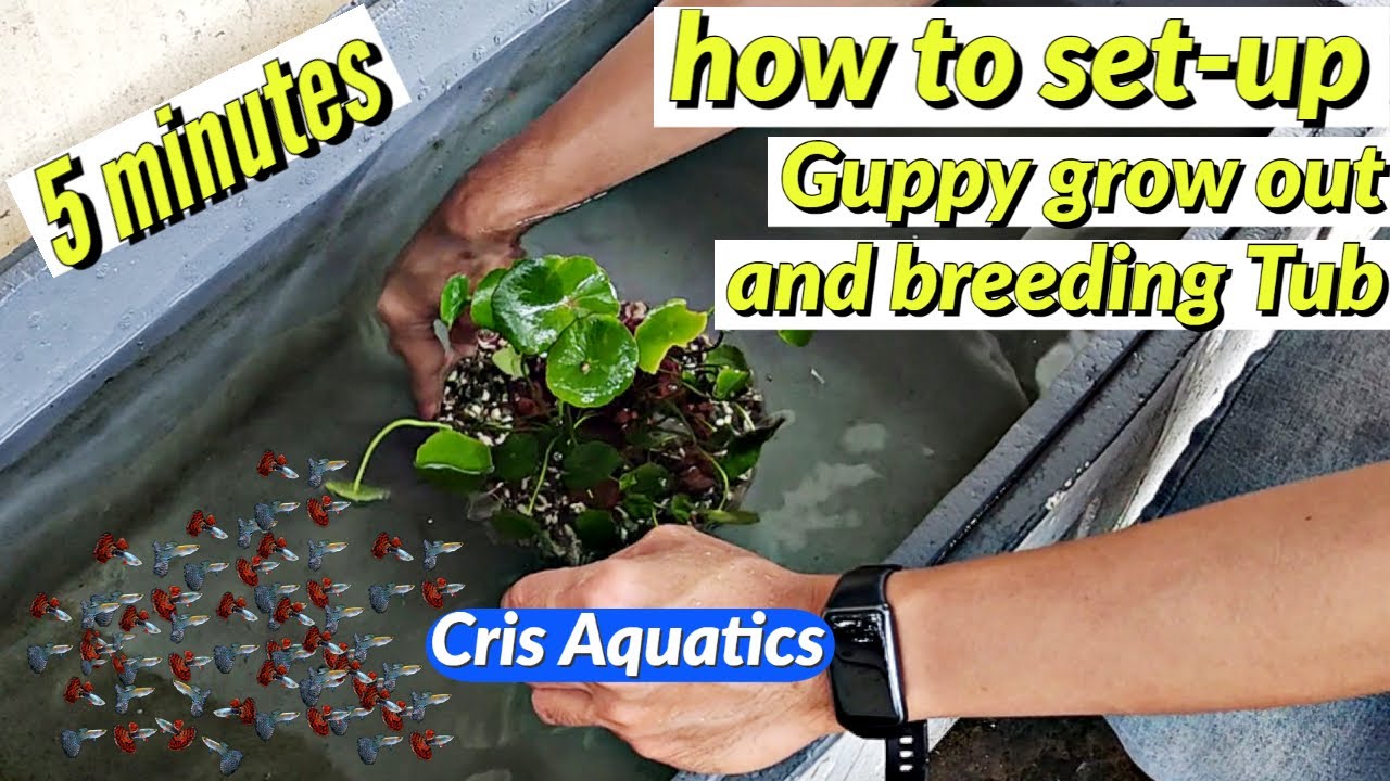 5 minutes : Set up Guppy Growout and Breeding - YouTube