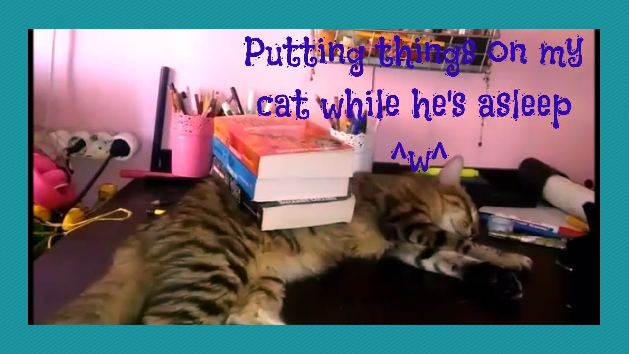 Putting things on my cat while he's asleep ^w^ - YouTube