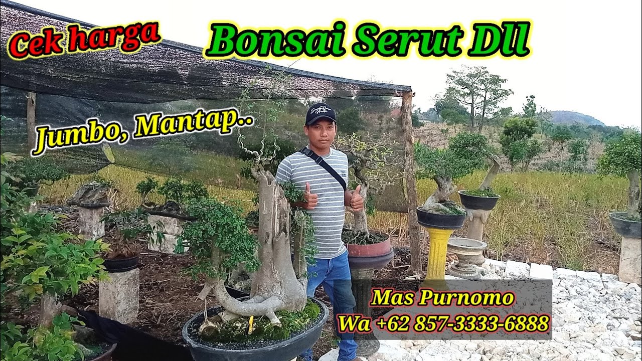 cek-harga-bonsai-serut-jumbo-dll-di-mas-purno-wa-62-857-3333-6888