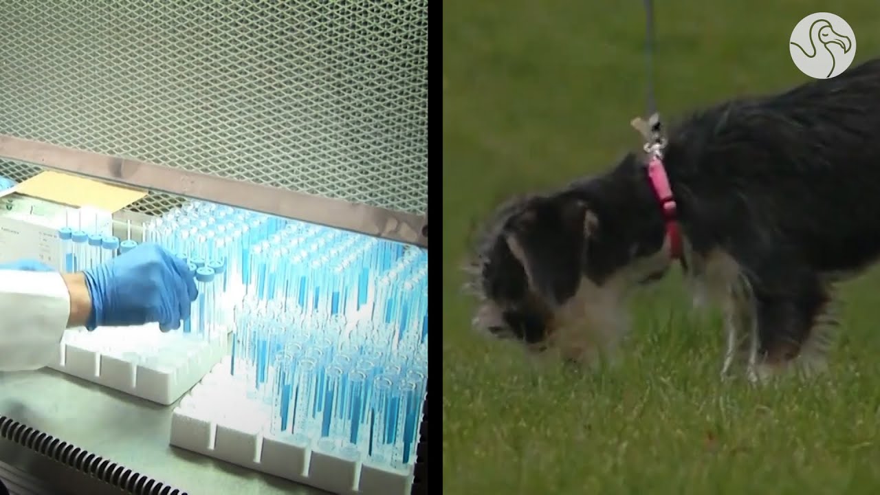 CSI: Dog Poop Police - YouTube