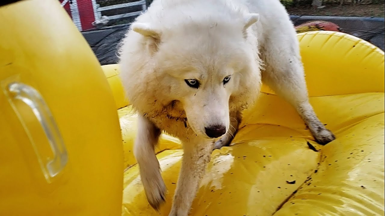 Husky Jumps In Pool To Float - YouTube