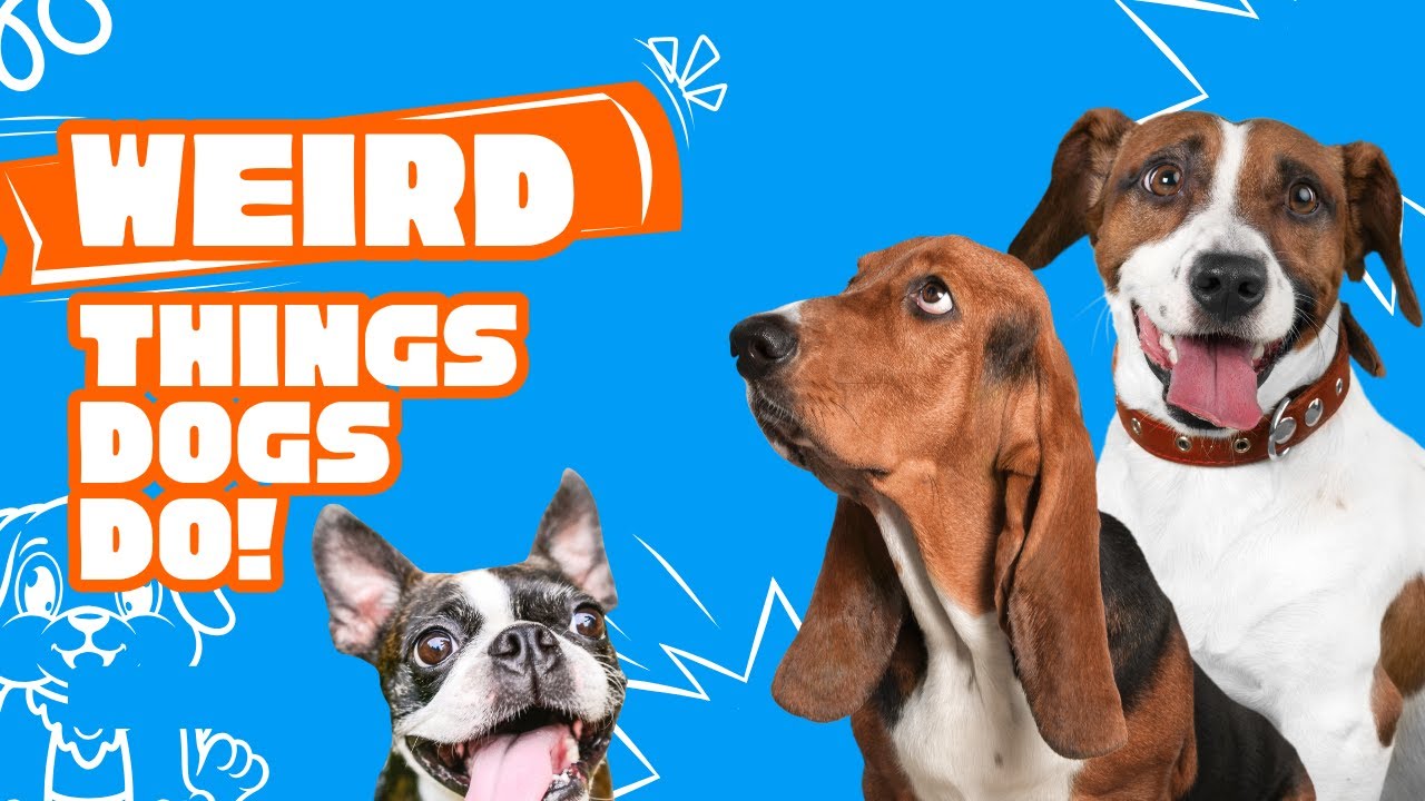 5 Weird Things Dogs Do - Explained - YouTube