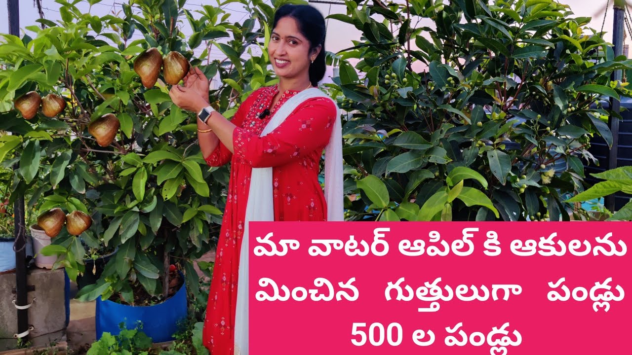 Organic Water Apple Natural Taste water Apple Pempakam Chettu Ninda organic-water-apple-natural-taste-water-apple-pempakam-chettu-ninda