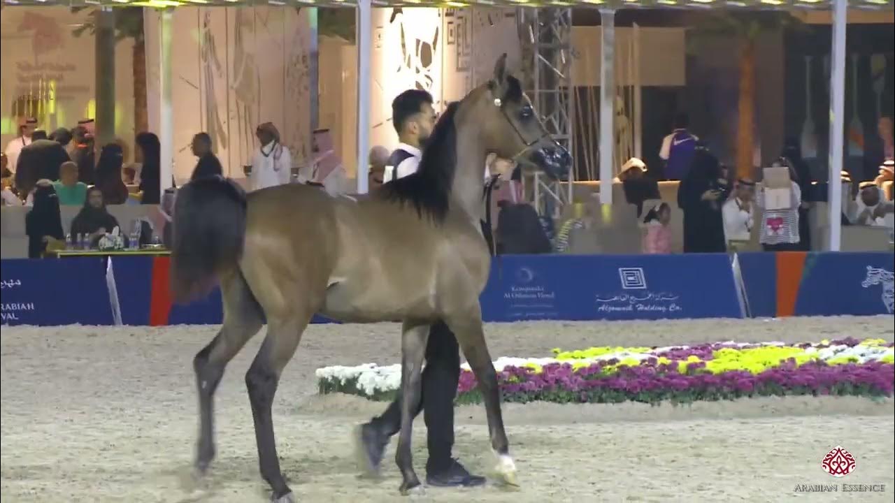 N199 IBN SAWARI AL KHALEDIAH - Asharqia Arabian Horse Classic 2020 ...