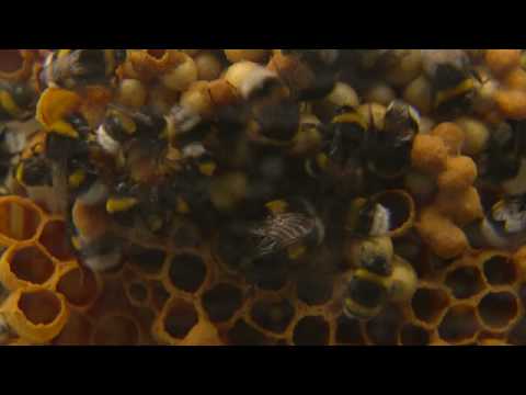 Inside a bumblebee hive - YouTube