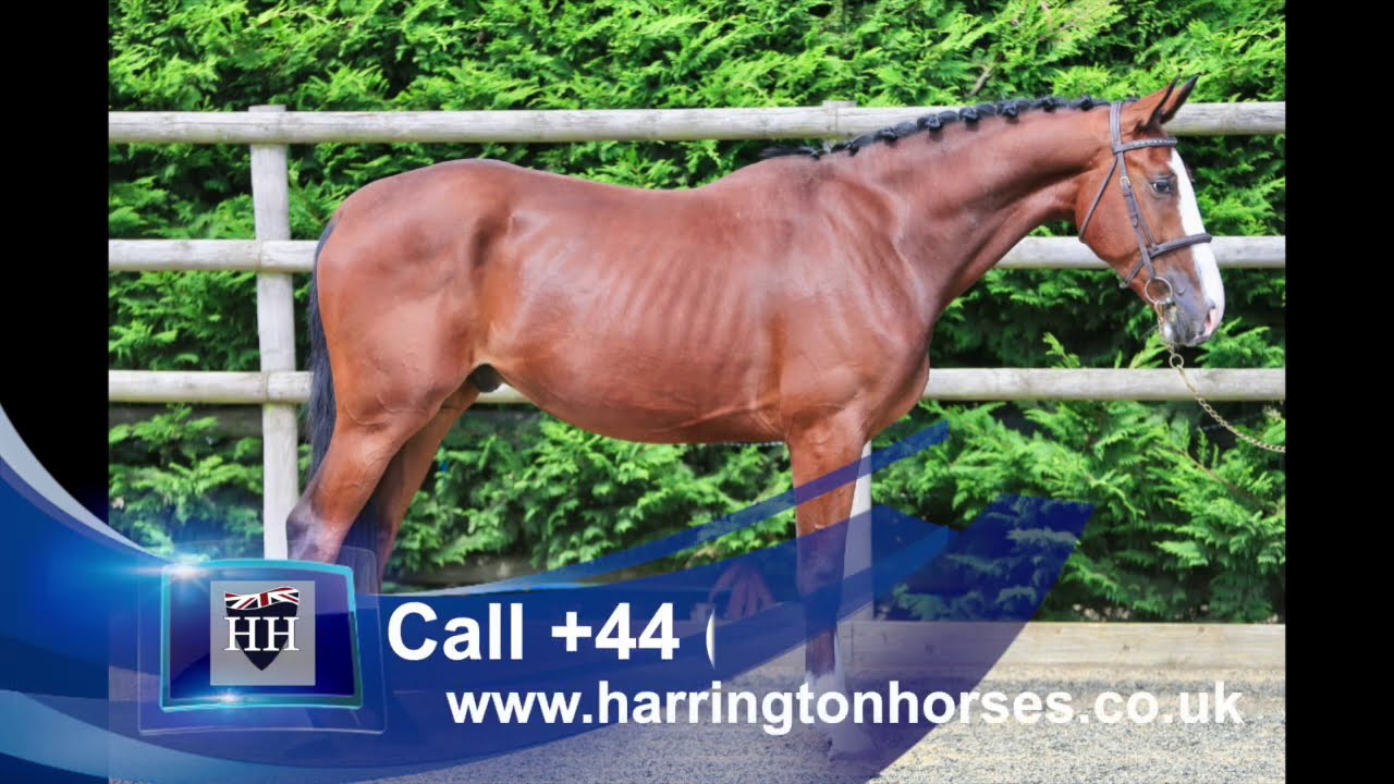 Aganix Du Seigneur x Tolan Stallion Born 2017 - YouTube