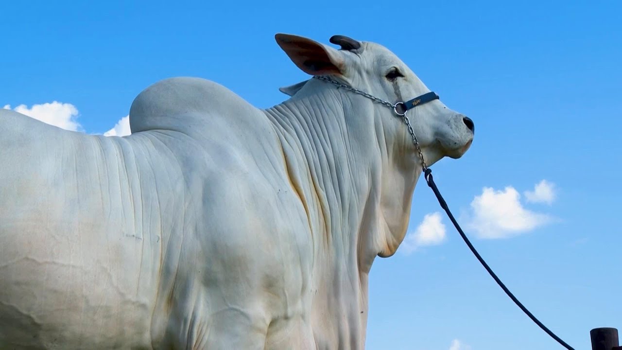 Meet Viatina-19, the world's most expensive cow worth 21 million reais ...