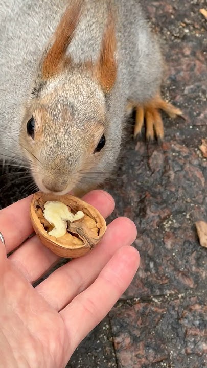 Hide and Seek: Kyiv Squirrel Stashes a Nut and Returns for More - YouTube