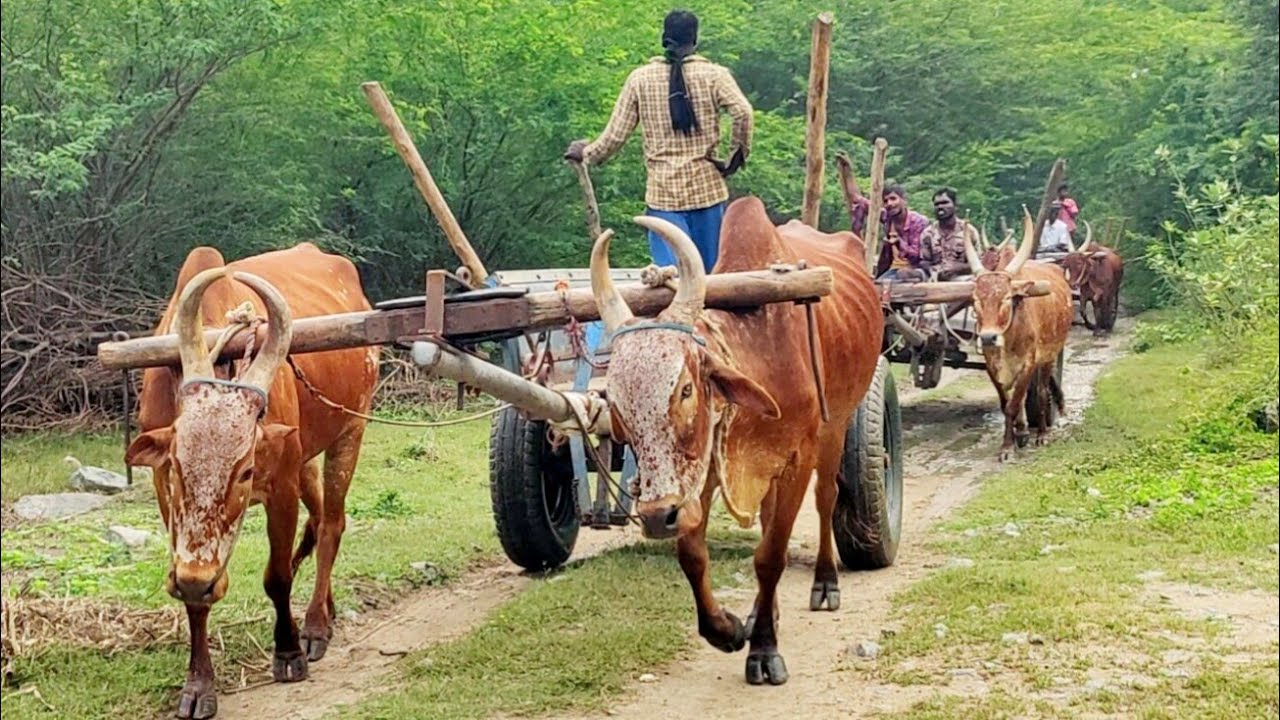 New Bullock Cart Heavy Load Mud Stuck in Riding \\ Eddulu Video ...