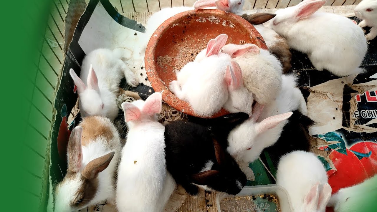 Amazing cute animals | Khorgos | খরগোশ Pet rabbit | Bangla24 - YouTube