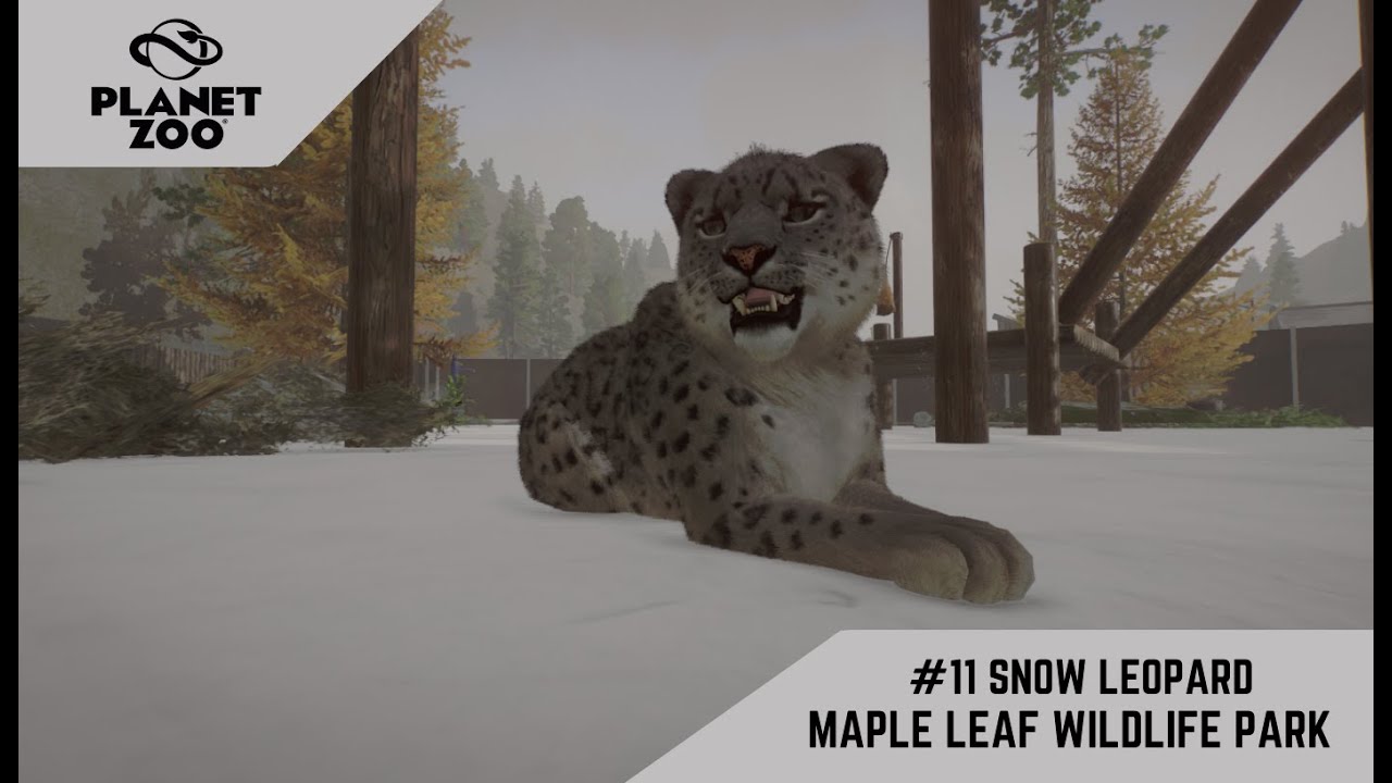 PLANET ZOO | MAPLE LEAF WILDLIFE PARK WALKTHROUGH | #11 SNOW LEOPARD ...