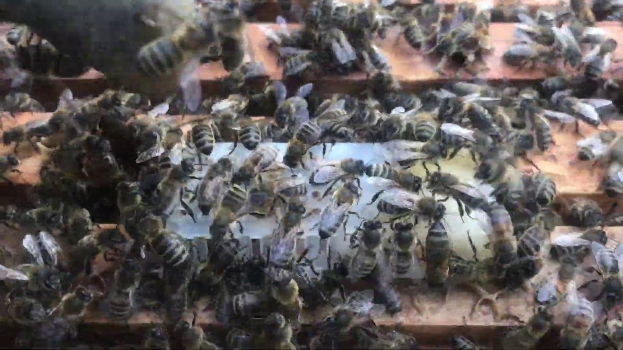 Bees Accepting a New Queen - YouTube