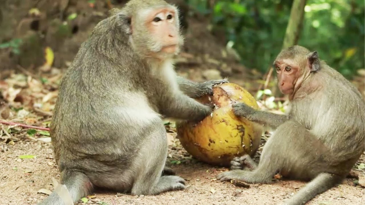Monkey Mama Jade And Cute Jinx Monkey Eat Coconut Fruits on Oct 10,2022 ...