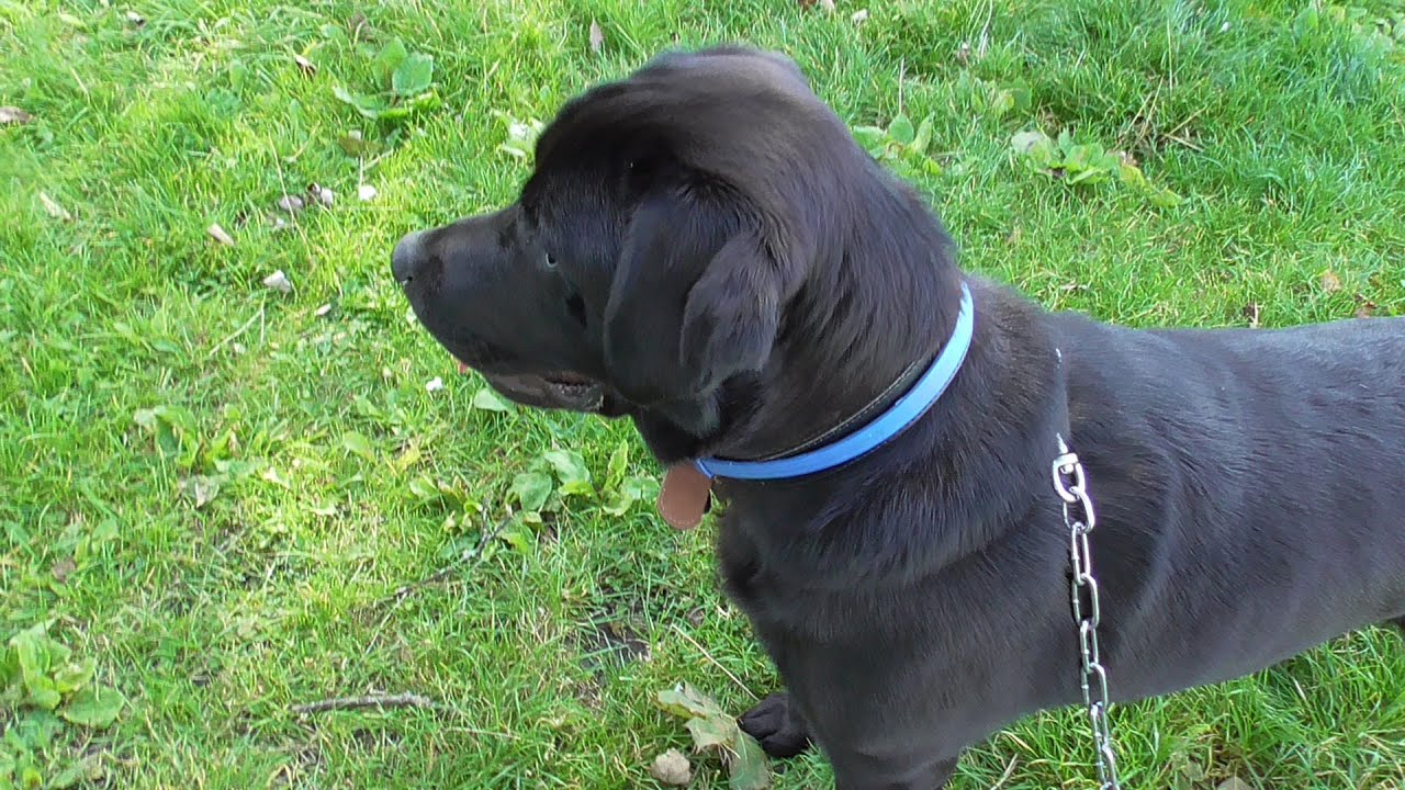 NIKKI BLACK LABRADOR SERIES TWO EPISODE NINETY TWO AT FIFTEEN MONTH'S ...