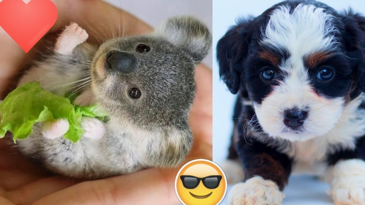 Cute Funny baby Animls Videos! cats & dogs Animals videos.compilation ...