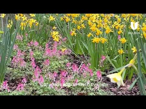 BULBi | Corydalis Beth Evans | Soft Pink Fumewort | Spring flower bulbs