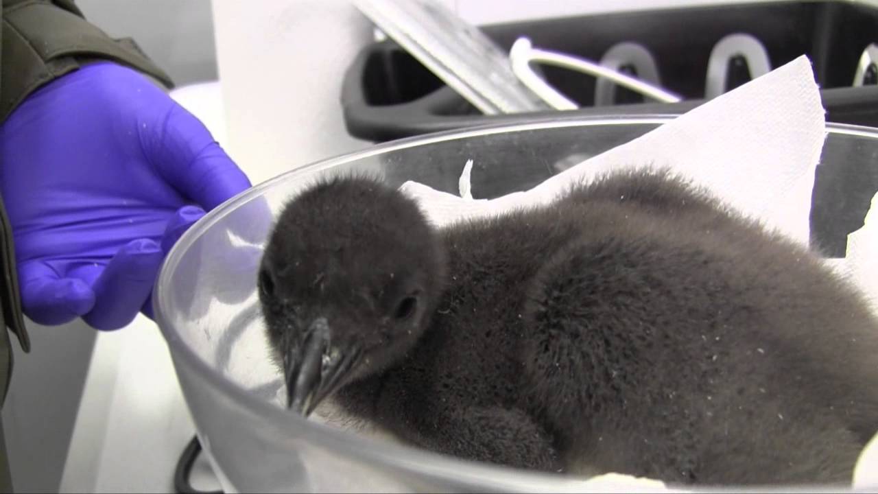 Macaroni Penguin Chick Born at the Tennessee Aquarium - YouTube