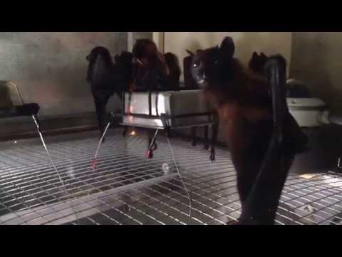 Dancing Fox Bat at the Kyoto Municipal Zoo - YouTube