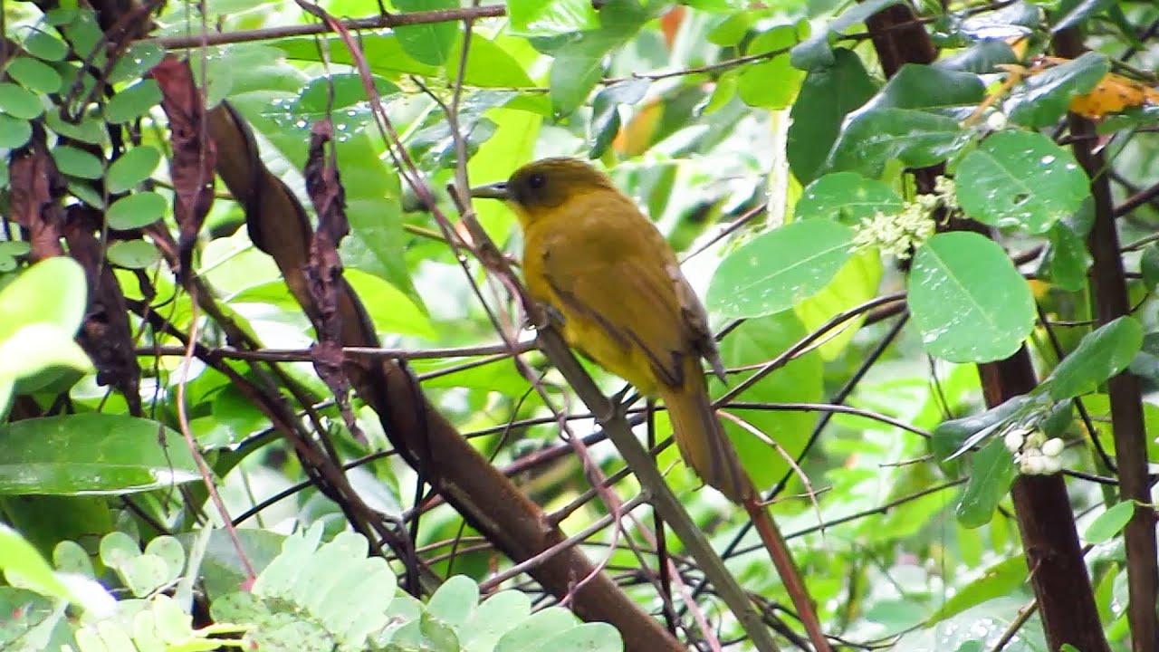 Halmahera Golden Bulbul - east of Wallace's Line - YouTube